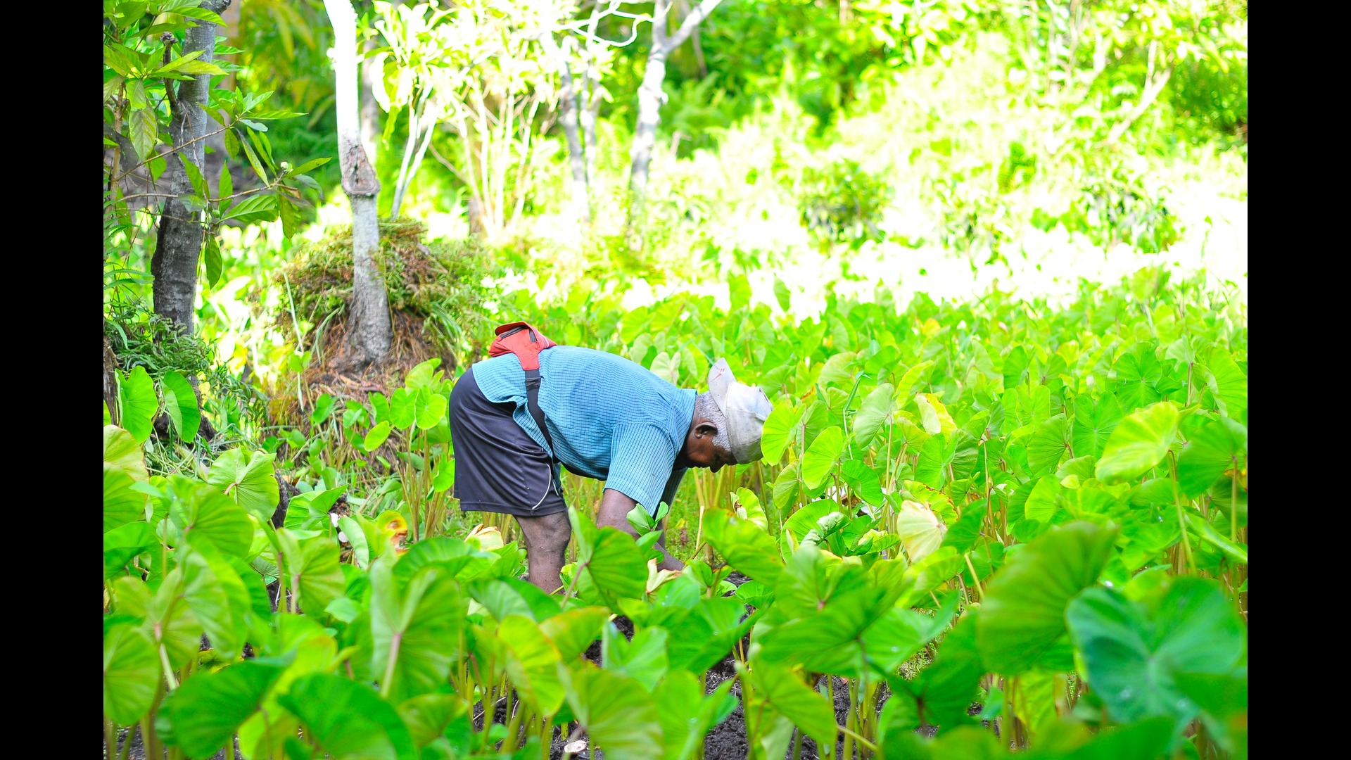 AgriIndia -- Future of India